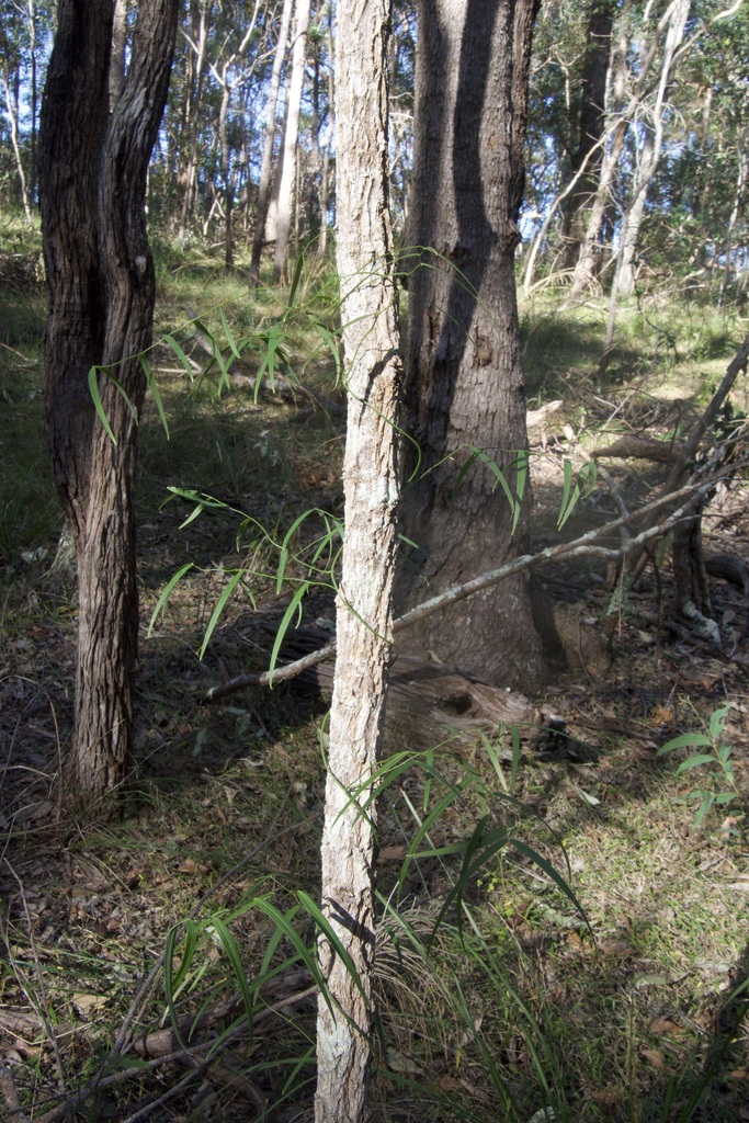 Wombat Berry from Gold Coast QLD, Australia on July 24, 2024 at 03:08 ...