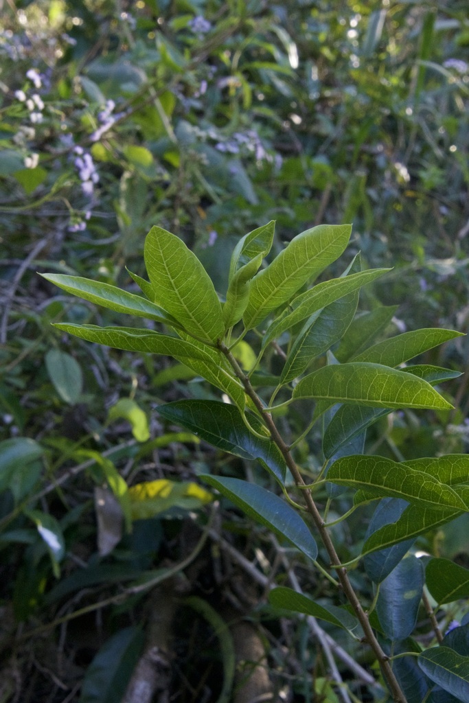 Cockspur Thorn from Gold Coast QLD, Australia on July 24, 2024 at 03:26 ...
