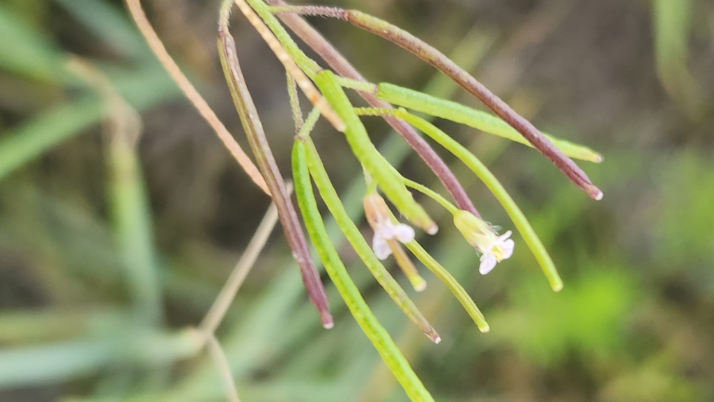 Dontostemon integrifolius from Bornuur, Töv, Mongolia on July 31, 2024 ...