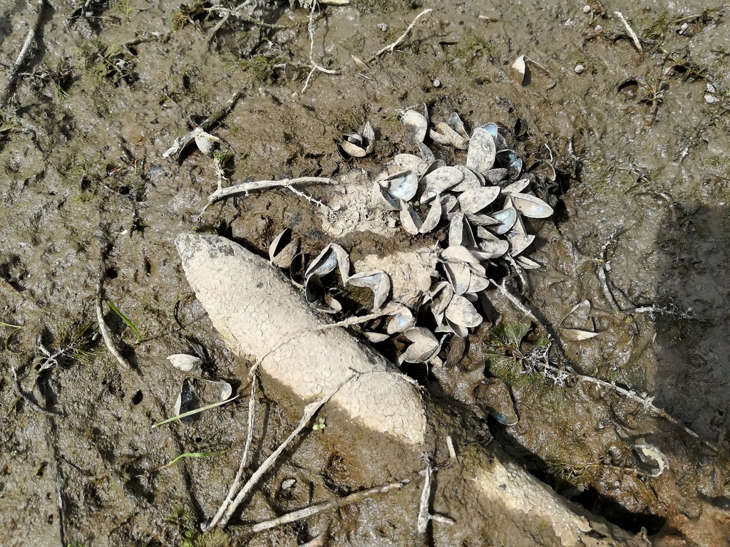 Zebra Mussel from Nowa Sól County, Poland on July 13, 2022 at 02:01 PM ...