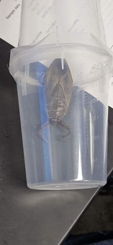 American Giant Water Bug from St Paul Park, MN, USA on July 31, 2024 at ...