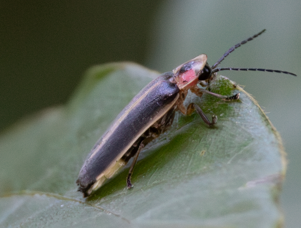 Common Eastern Firefly from Swain County, NC, USA on July 10, 2024 at ...