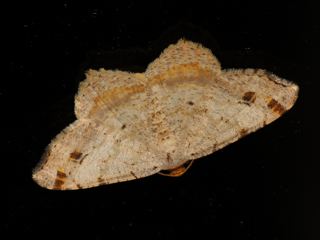 Red-headed Inchworm Moth from 160 Jackson Mill Rd, Weston, WV 26452 ...