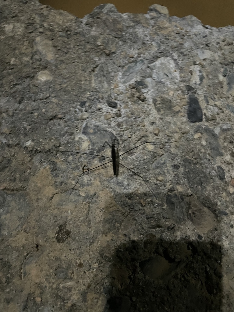 Giant Water Strider from 桐庐县, 杭州市, 浙江省, CN on July 31, 2024 at 07:52 PM ...