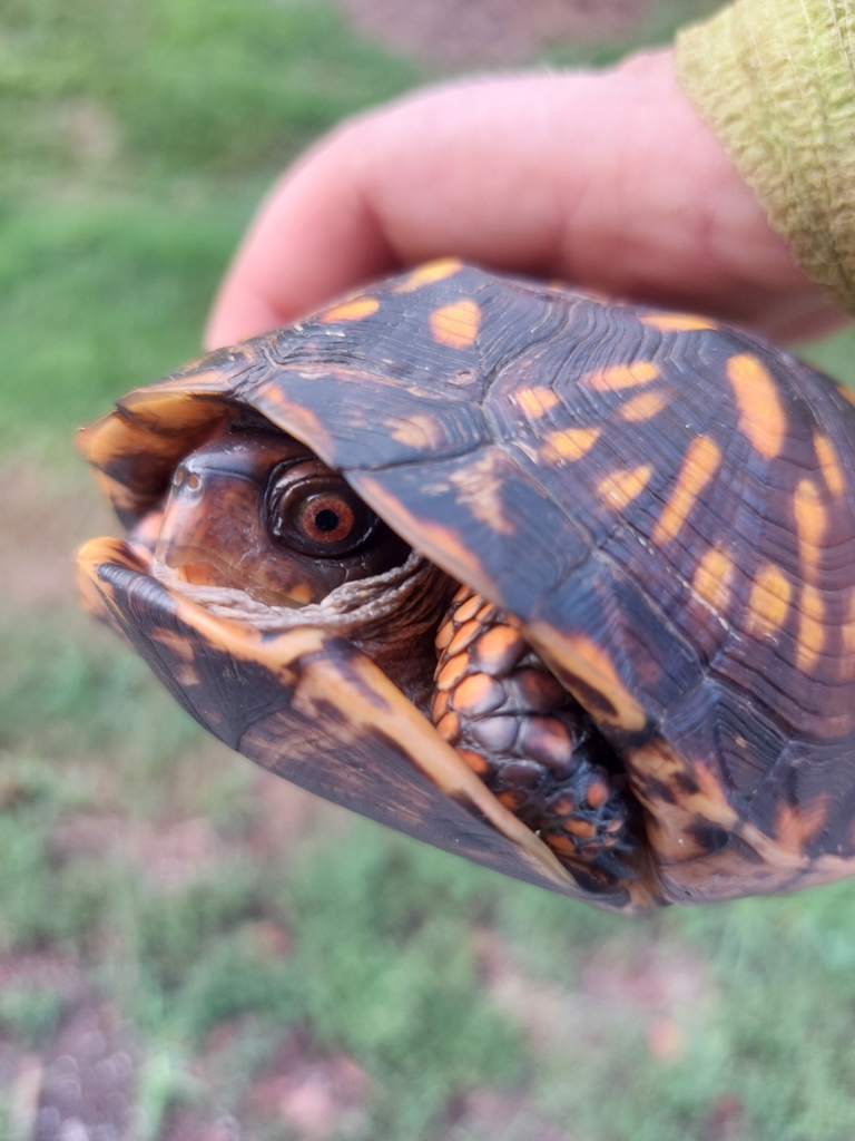 Common Box Turtle in July 2024 by Casey · iNaturalist