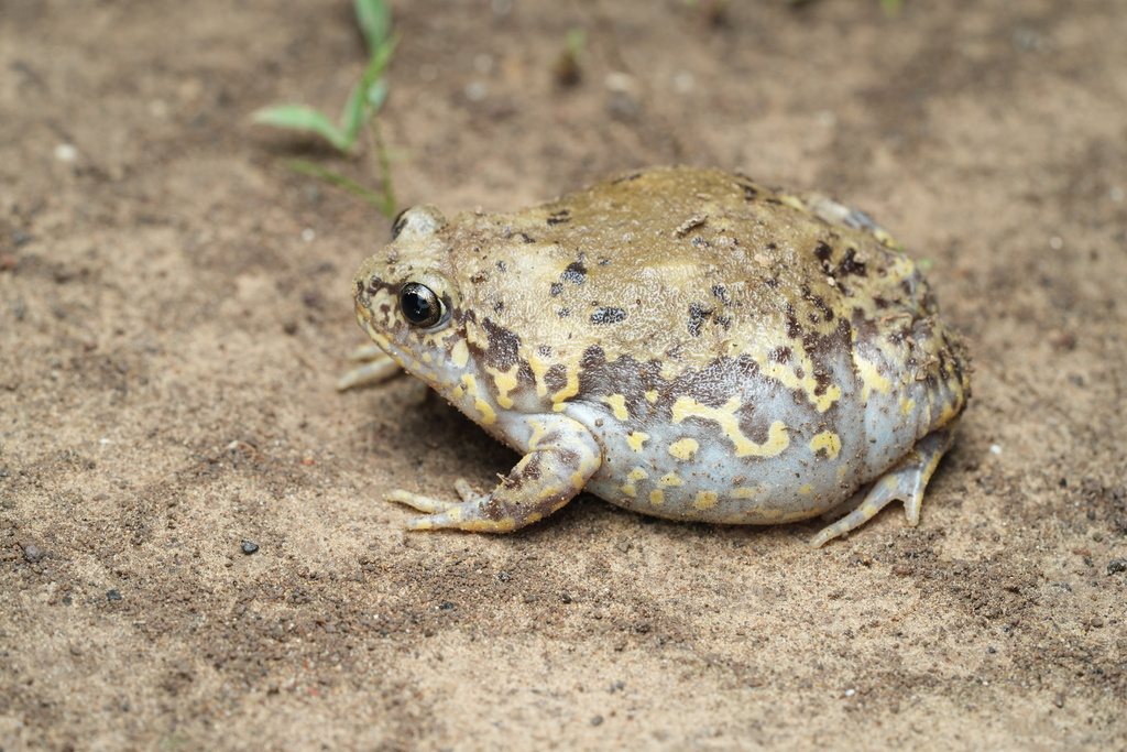 Boreal Digging Frog from 昌邑市, 潍坊市, 山东省, CN on July 29, 2024 at 09:43 PM ...