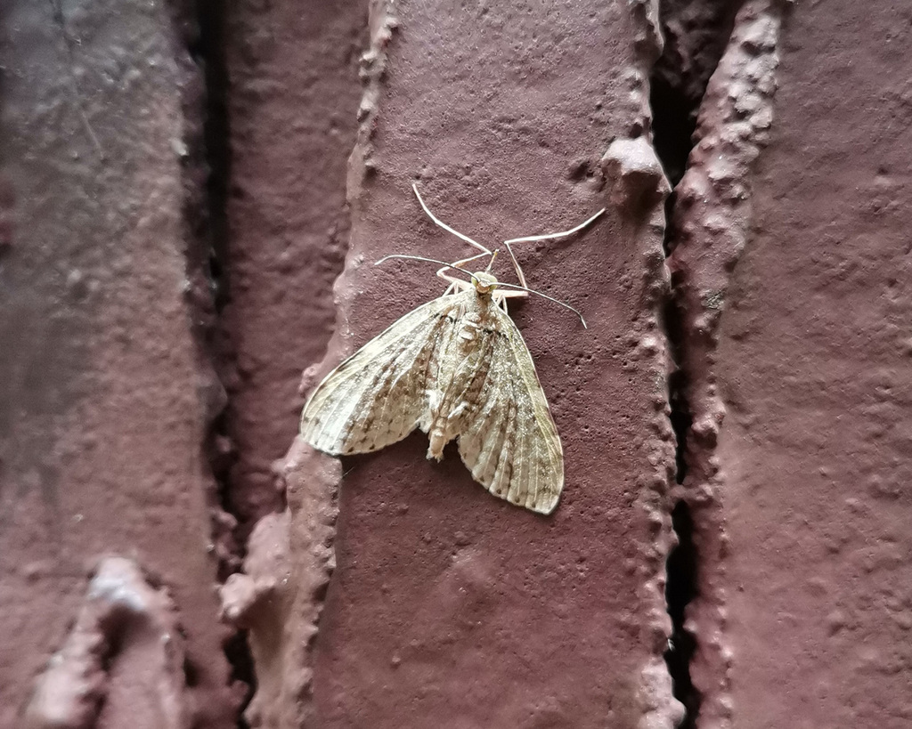 Sauris interruptata in July 2024 by szjy · iNaturalist