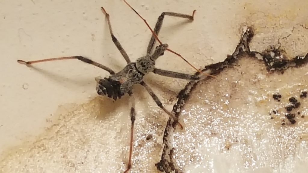 North American Wheel Bug from Alpharetta, GA 30022, USA on June 08 ...