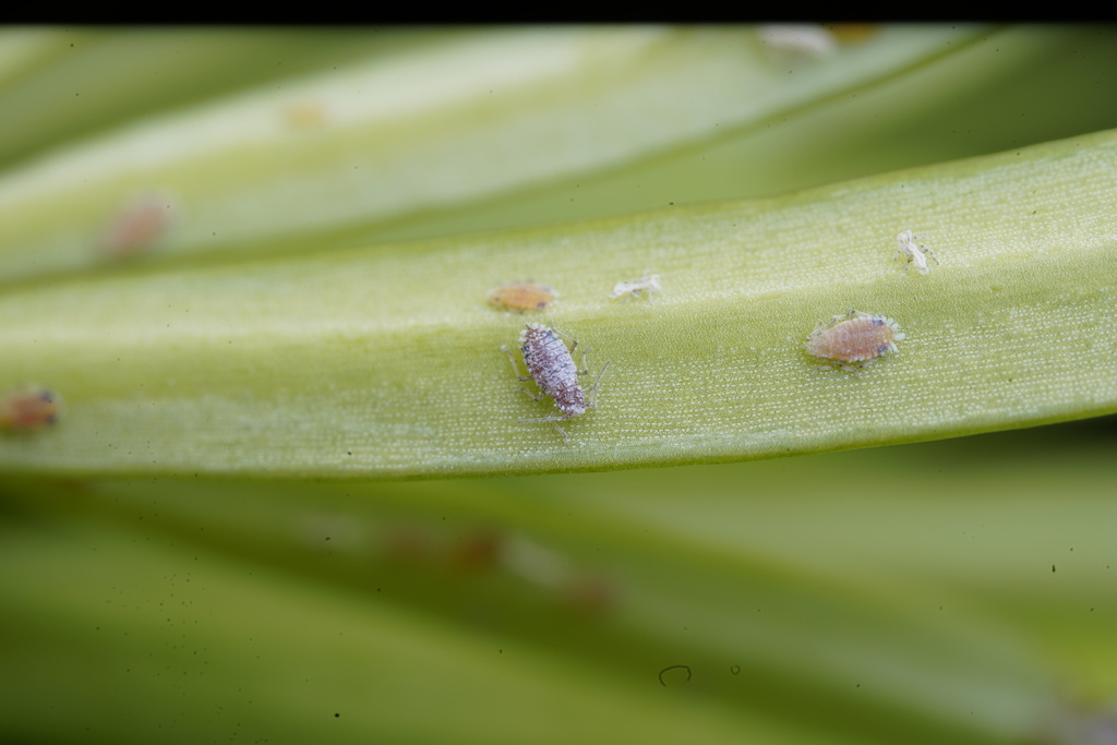 Podocarpus Aphid from 中国广东省广州市 on July 31, 2024 at 03:44 PM by 15khk ...