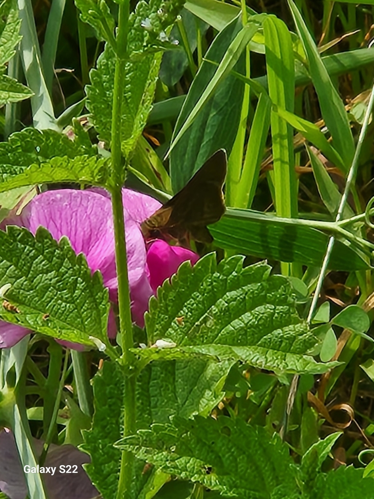 Euphyes from Lower Merion Township, PA 19083, USA on July 31, 2024 at ...