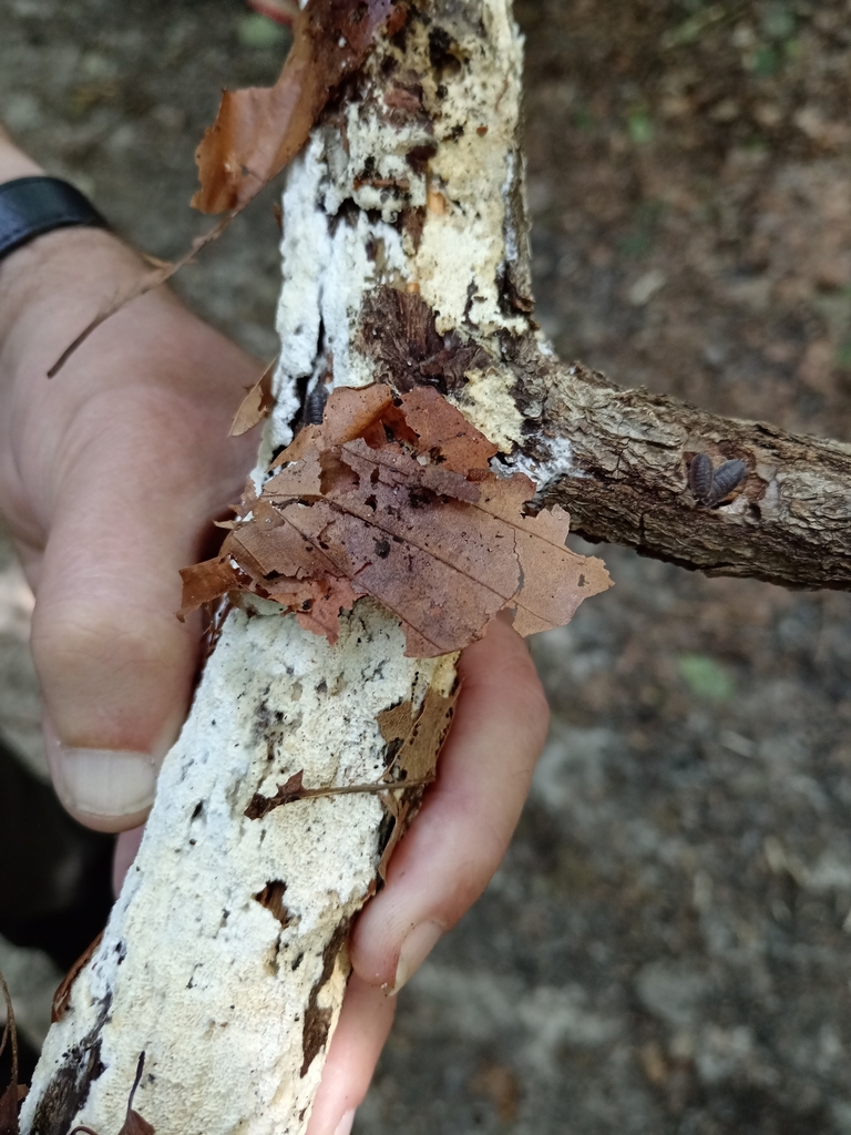 Hyphoderma setigerum from Krummensee (LDS), Gustav-Hensel-Str., 15749 ...