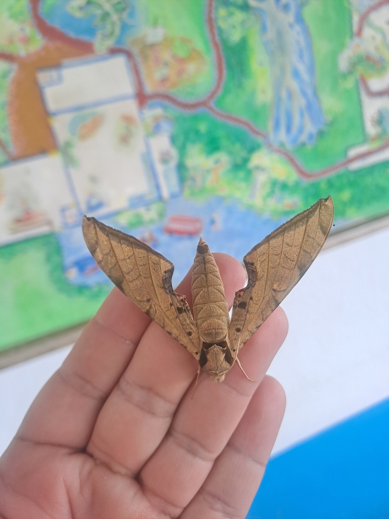 Sphinx Moths from 700 m sur del escuela cerro plano, Provincia de ...