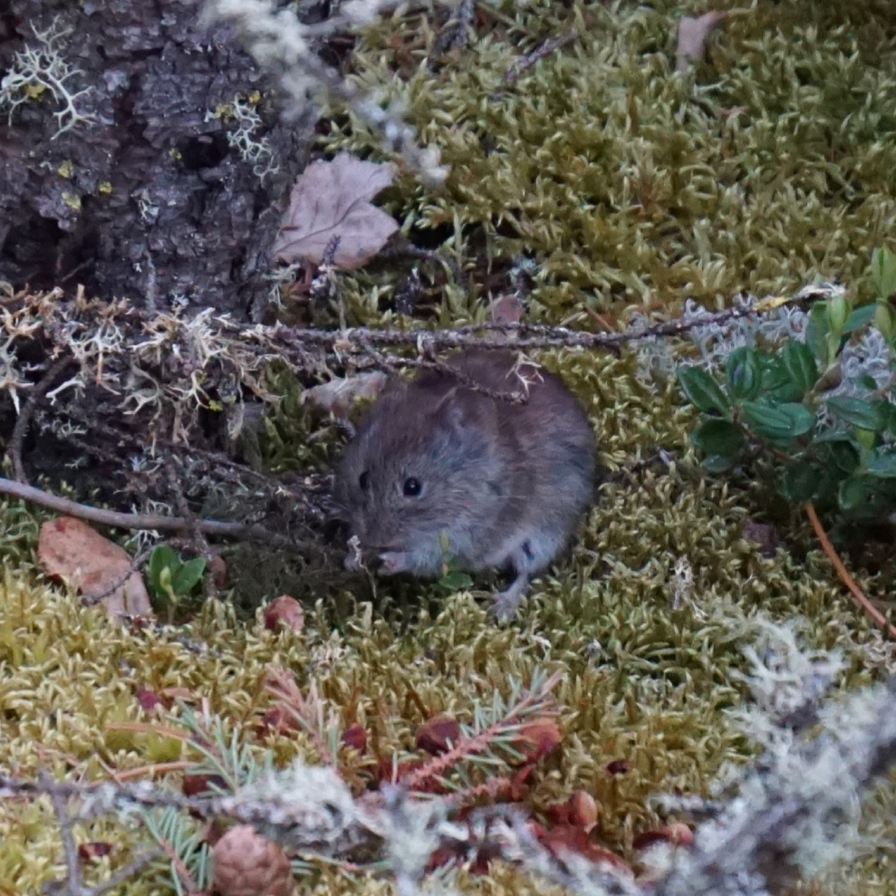 Southern Red-backed Vole in June 2019 by aitnorth · iNaturalist