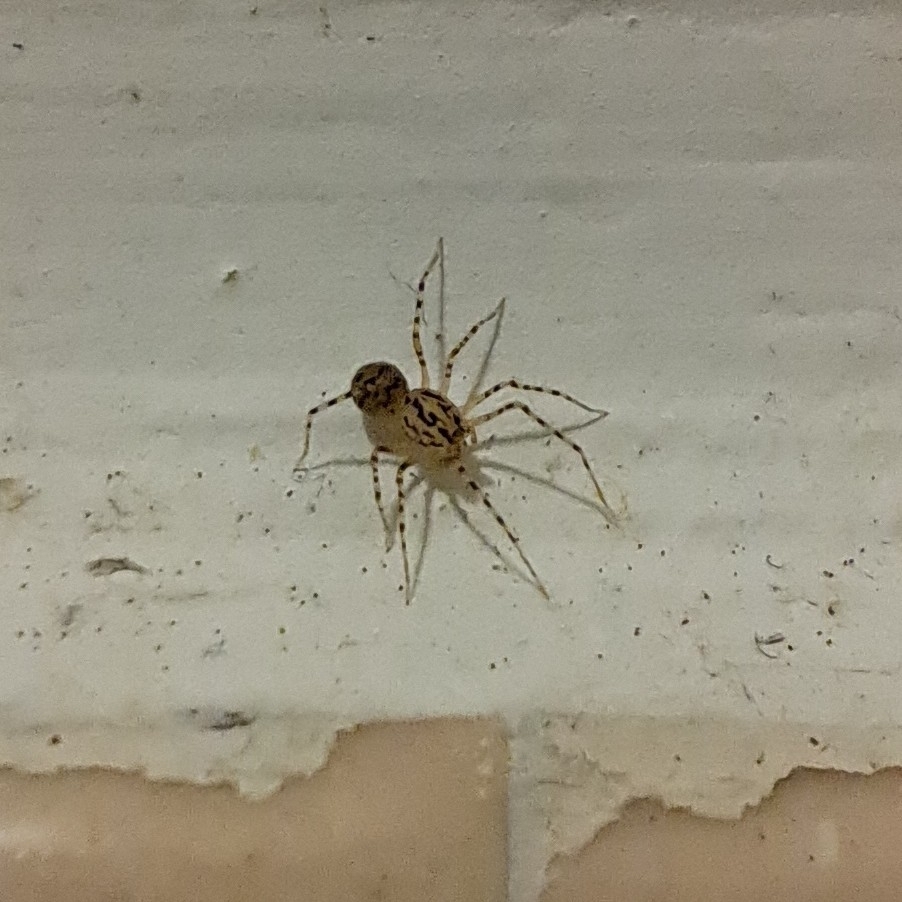 Common Spitting Spider from 63854 Santa Vittoria in Matenano, Province ...