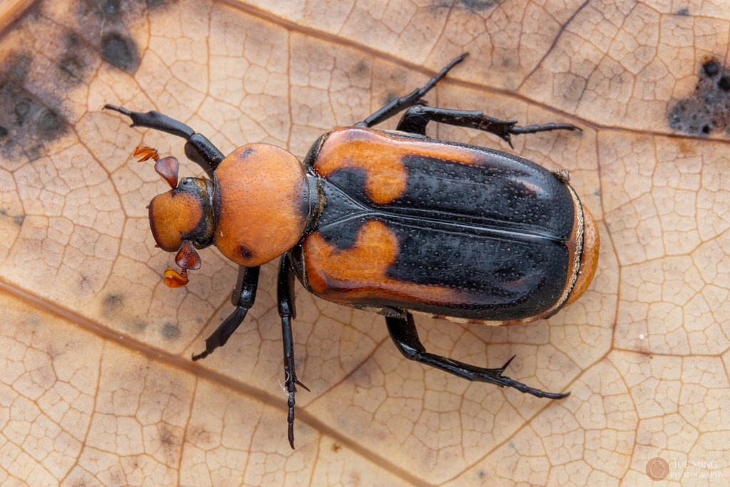 Clinterocera discipennis from Shaoguan, CN-GD, CN on May 21, 2024 at 05 ...