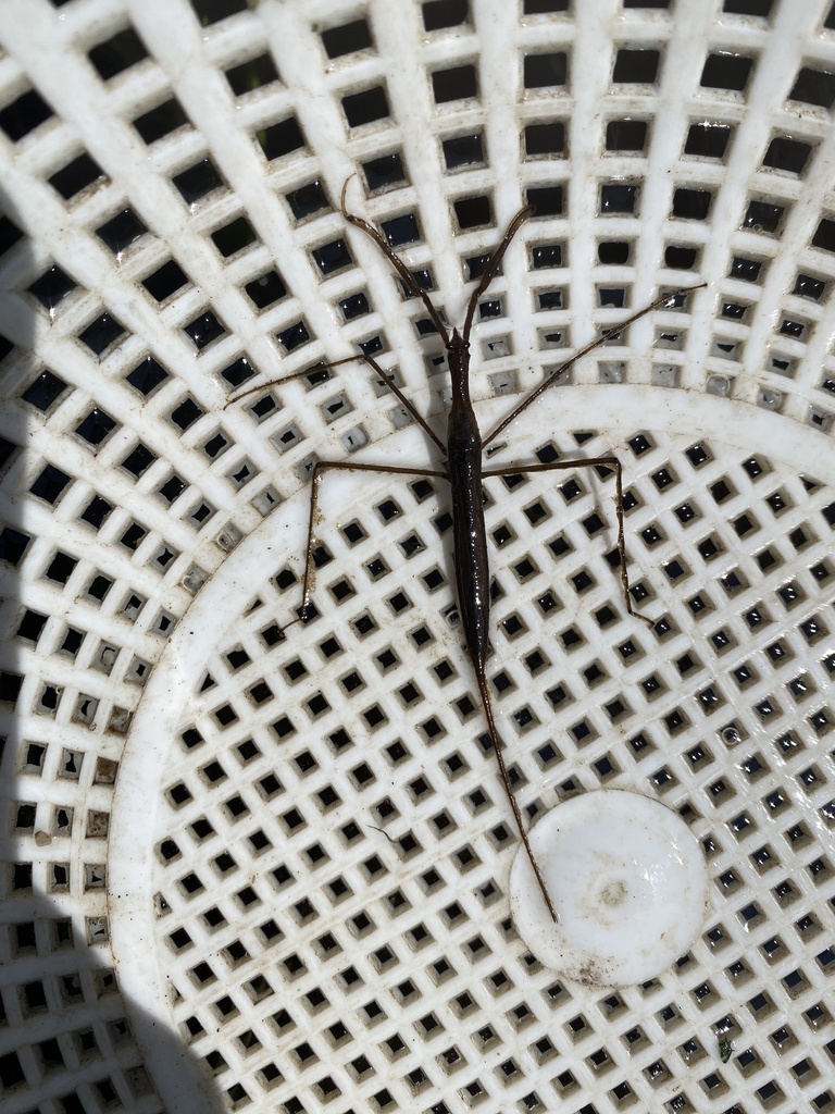 Brown Waterscorpion from Lac Bellemare, St-Justin, QC, CA on July 26 ...