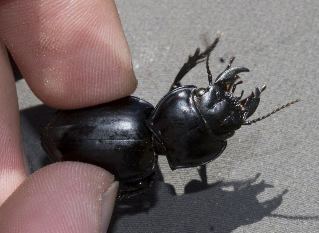 California Warrior Beetle from Yavapai County, US-AZ, US on May 23 ...