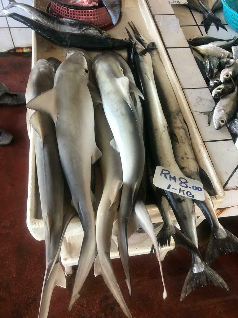 Typical Requiem Sharks from 89050 Kudat, Sabah, Malaysia on May 11 ...