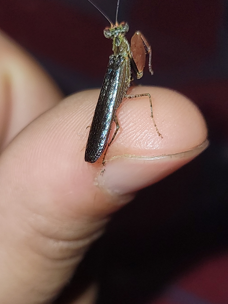 Catestiasula from Katunjung, Mantangai, Kapuas Regency, Central ...