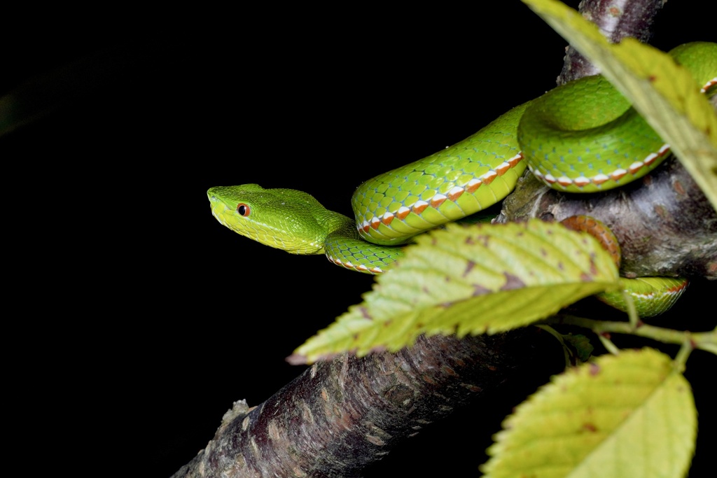 Chinese Green Tree Viper from 蕉城区, 宁德市, 福建省, CN on July 31, 2024 at 10: ...