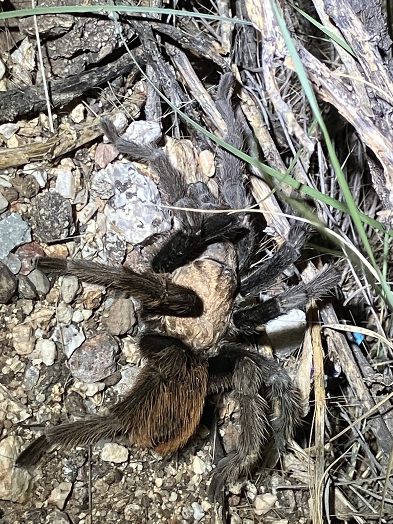 Desert Blonde Tarantula from Coronado National Forest, Tucson, AZ, US ...