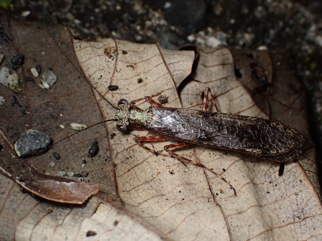 Amorphoscelidae from 233台灣新北市烏來區信賢里 on June 15, 2024 at 09:18 PM by 北原 ...
