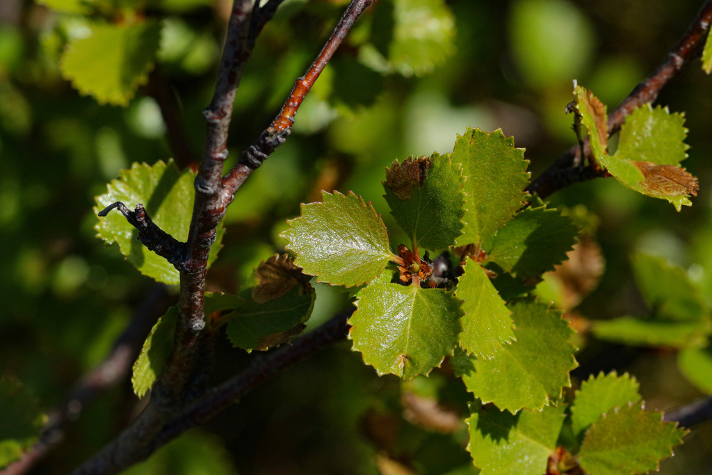 Dwarf Birch from Southern Region, Iceland on June 8, 2019 at 04:21 AM ...