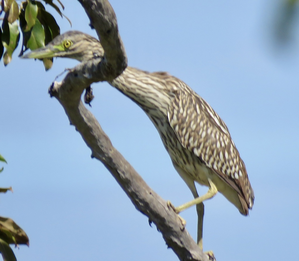 Nankeen Night Heron from Adelaide River Ward, Adelaide River, NT, AU on ...
