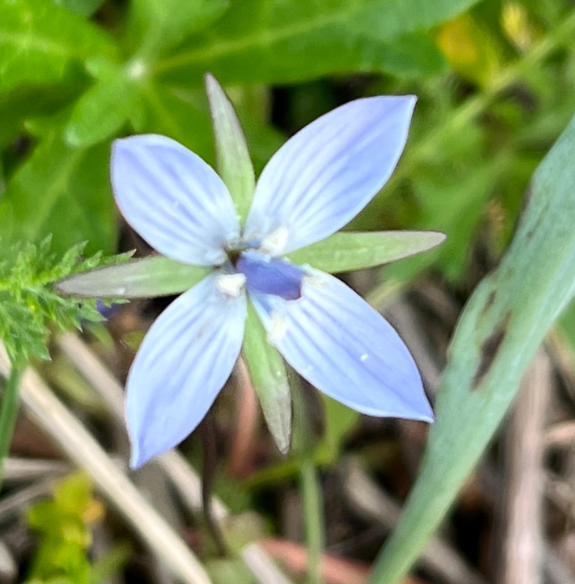Marsh Felwort from Herschel Island – Qikiqtaruk Territorial Park, Yukon ...