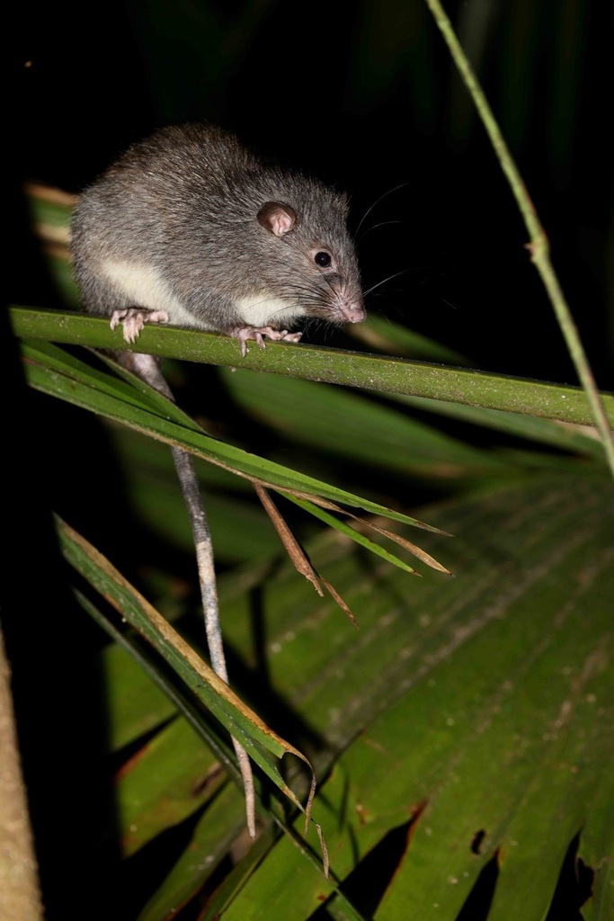 Trefoil-toothed Giant Rat from Bitung City, North Sulawesi, Indonesia ...