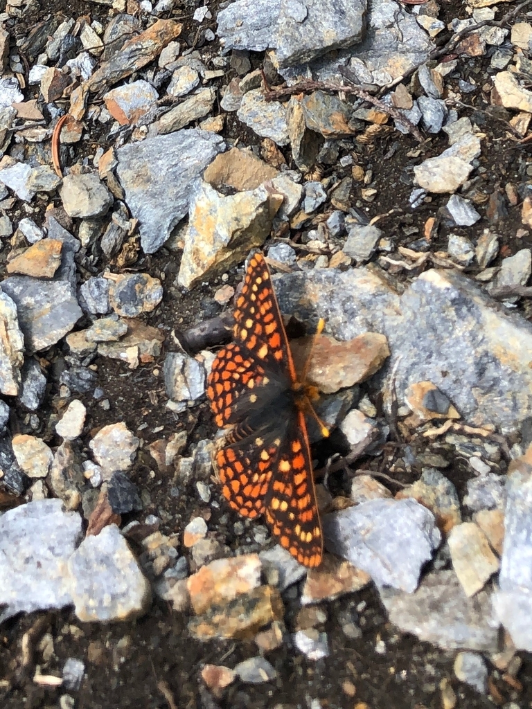 Anicia Checkerspot from Revelstoke, BC V0E 2S3, Canada on July 27, 2024 ...