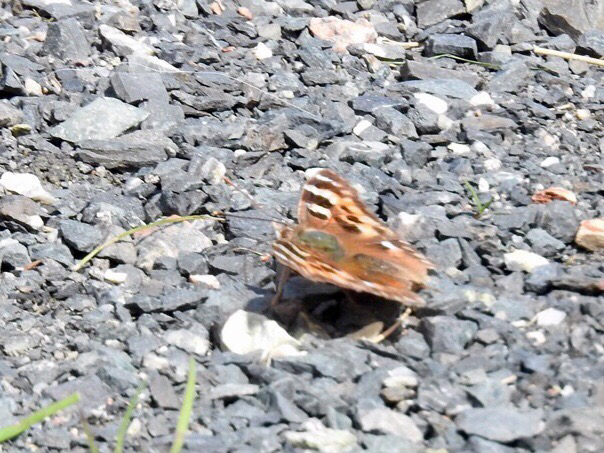 Nymphalis l-album j-album from Traytown, NL, Canada on June 6, 2019 by ...