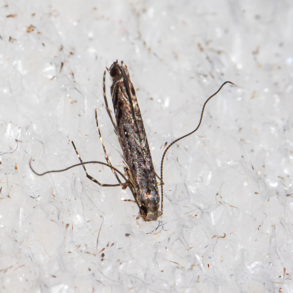 Finite-channeled Leafminer Moth from Anne Arundel County, MD, USA on ...