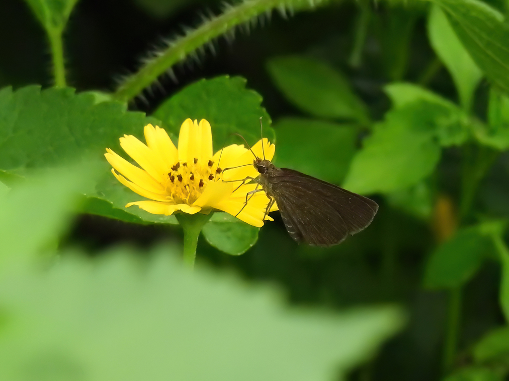 Forest Hopper from 中国广东省广州市花都区 on August 1, 2024 at 05:31 PM by Yvonne ...