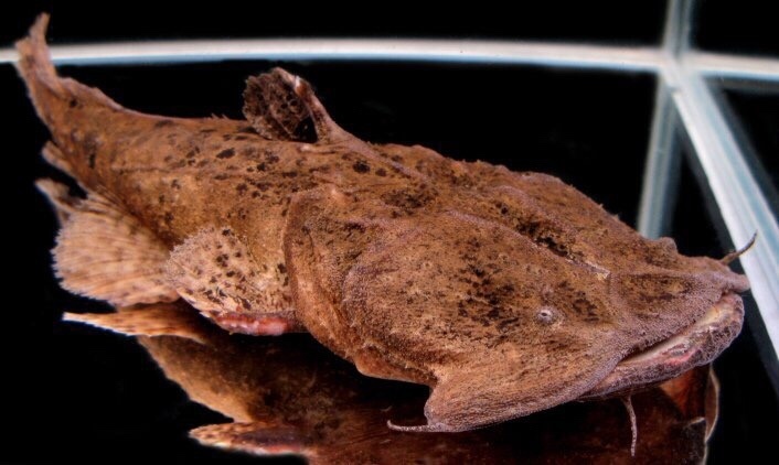 Square Head Catfish from 東海街150巷18號, 新莊子, , TW on June 9, 2019 at 04:22 ...