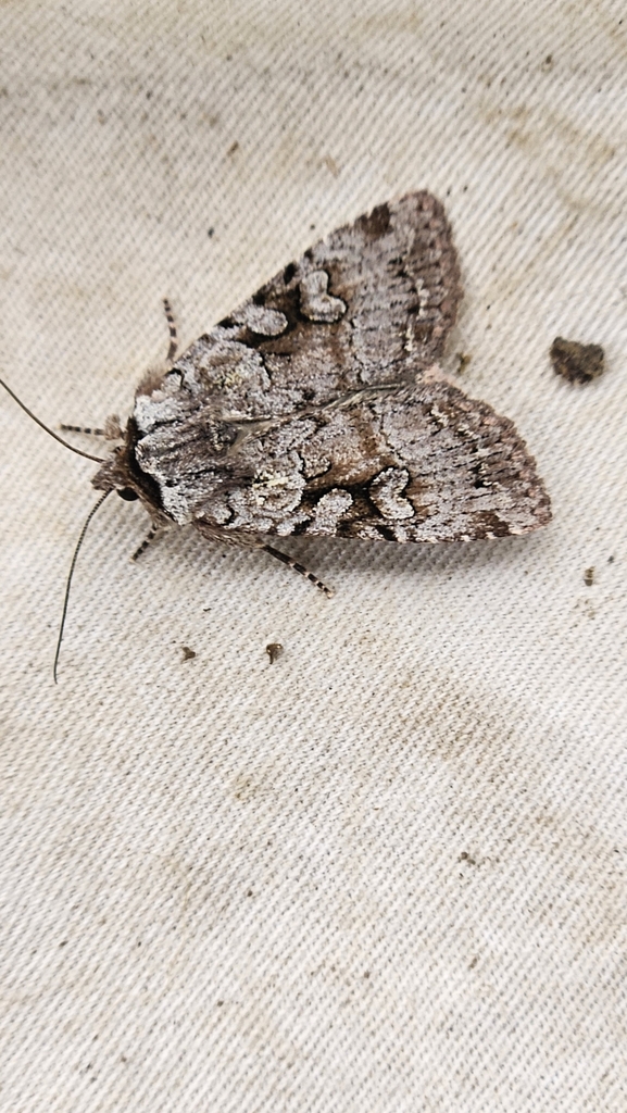 Xestia mustelina from Wasco County, OR, USA on July 31, 2024 at 11:00 ...