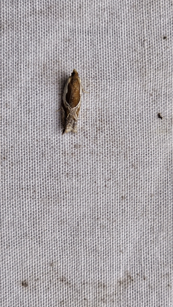 Oak Leaffolder Moth from Wasco County, OR, USA on July 31, 2024 at 10: ...
