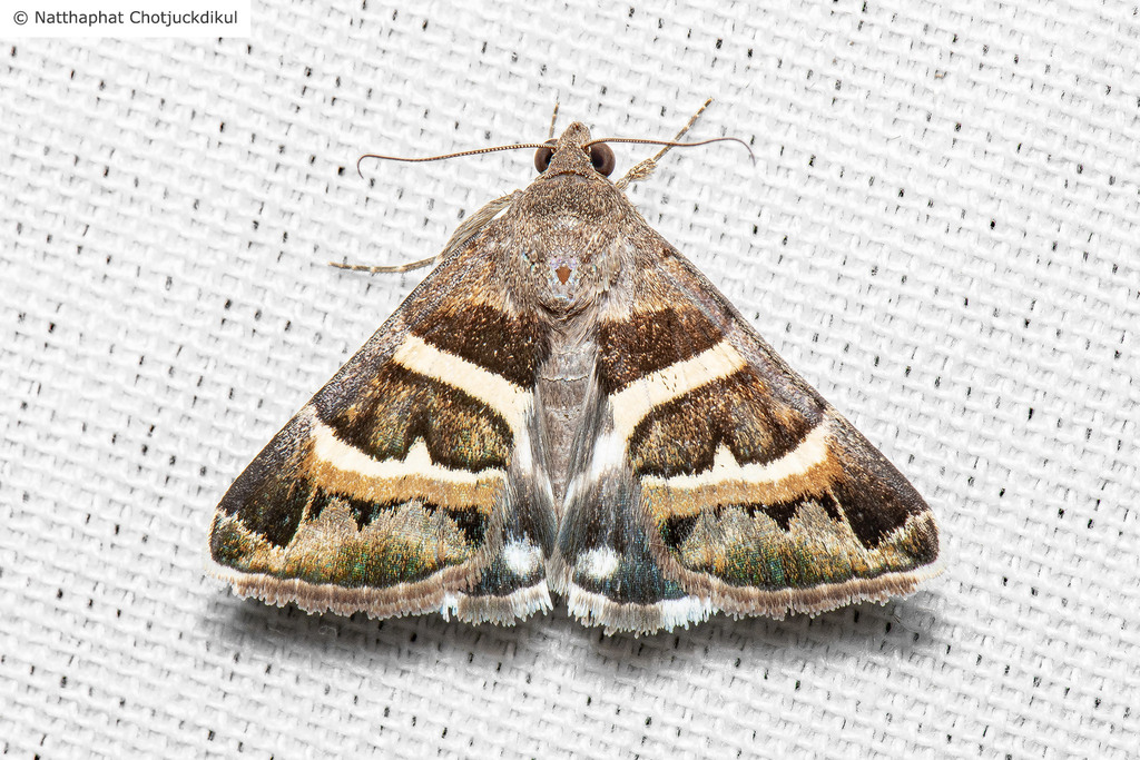 The Geometrician from Montane evergreen forest between 1000-1300m ASL ...