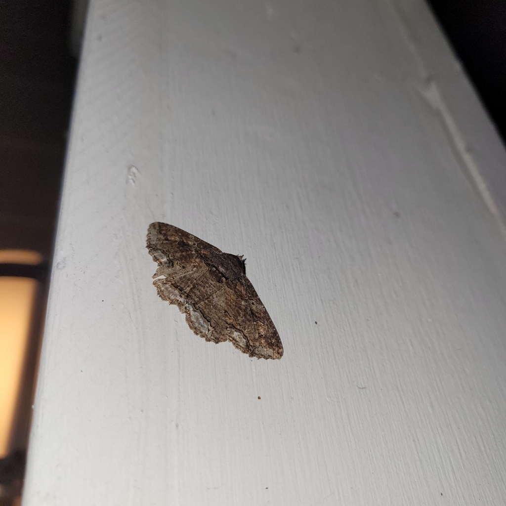 Lunate Zale Moth in August 2024 by Elysia · iNaturalist