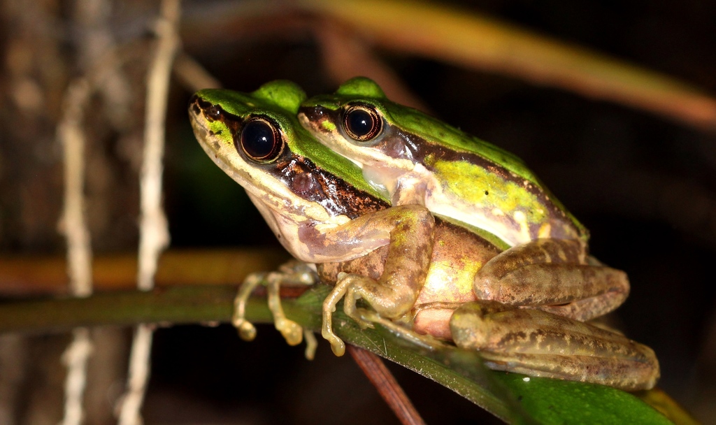 Amolops cucae in June 2016 by Benjamin Tapley. Several individuals ...