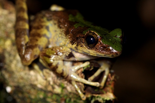 Shan Check List · iNaturalist NZ