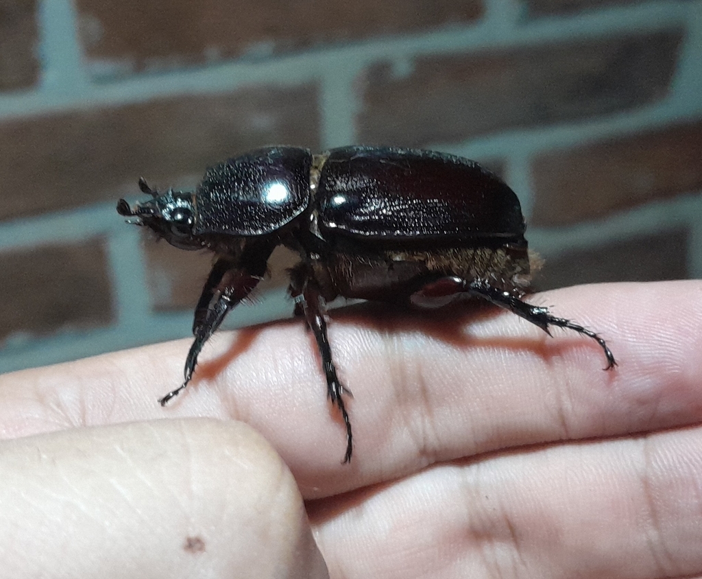 Heterogomphus chevrolatii from Martires de Chicago, Xalapa-Enríquez ...