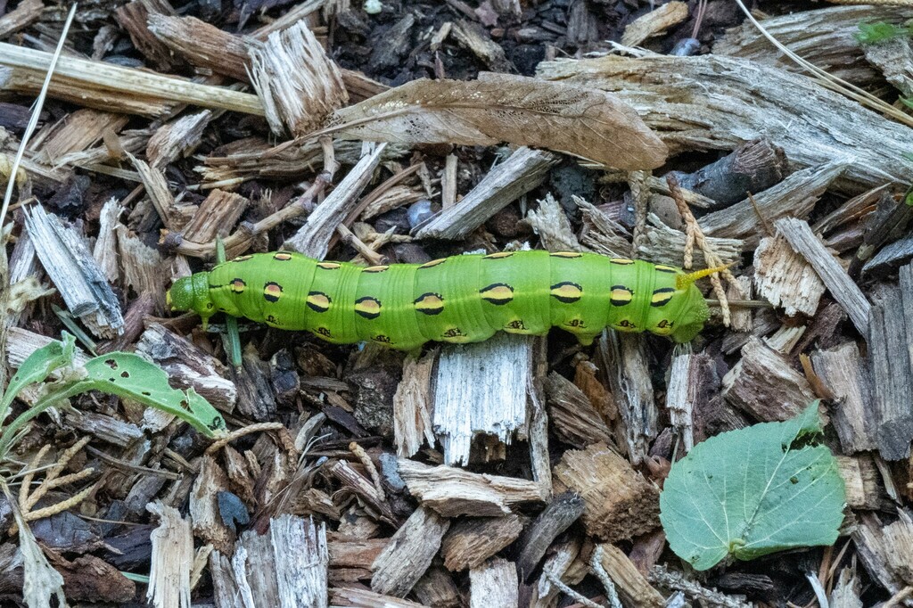 White-lined Sphinx from Colonial Hills, Lincoln, NE 68516, USA on ...