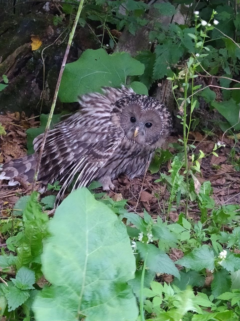 Ural Owl from Kudryntsi, Khmelnytskyi Oblast, Ukraine, 32338 on August ...