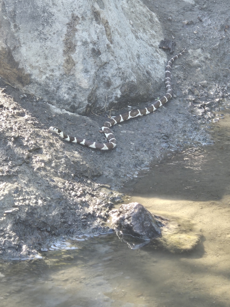 California King Snake from Kelseyville on August 1, 2024 at 09:32 AM by ...