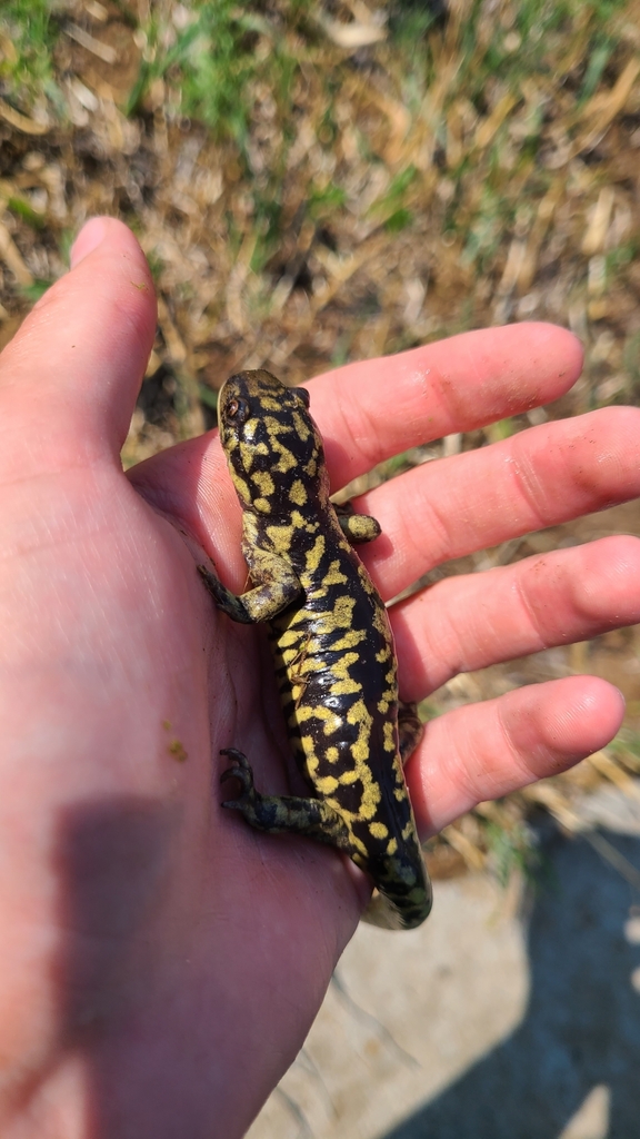 Barred Tiger Salamander from Layton, UT 84041, USA on August 1, 2024 at ...