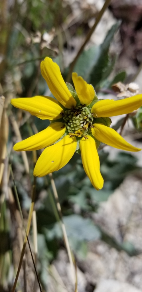 McVaugh’s greeneyes from Eddy County, US-NM, US on June 6, 2019 at 02: ...