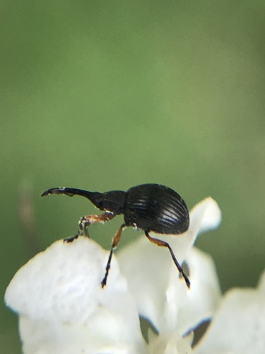 Protapion trifolii · iNaturalist United Kingdom