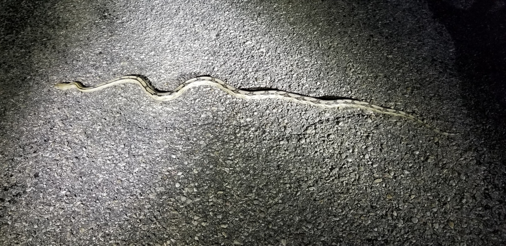 Trans-pecos Ratsnake in June 2019 by Tim Jetton · iNaturalist