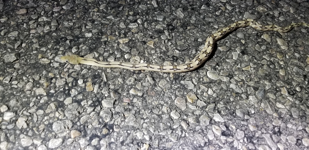 Trans-pecos Ratsnake in June 2019 by Tim Jetton · iNaturalist